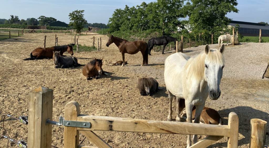 Paddock Paradise Venray - Paddock Paradise Nederland